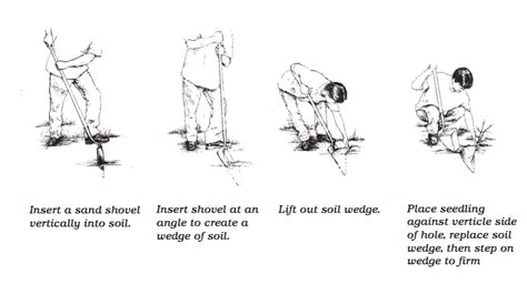 Earth Week Tree Planting Instructions