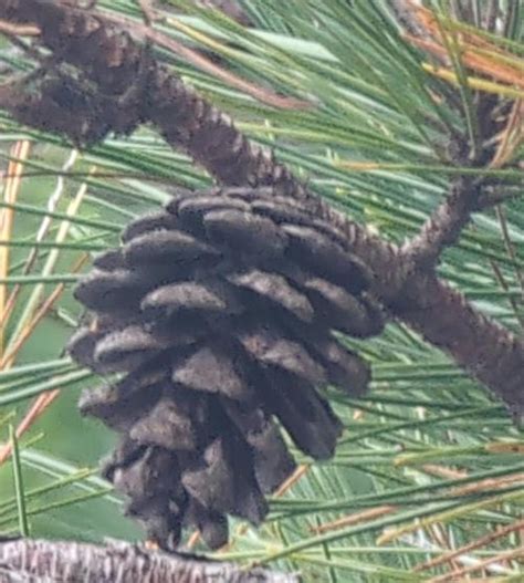 Pinecode Creating Pinecones With Fibonacci Spirals Matlab Graphics