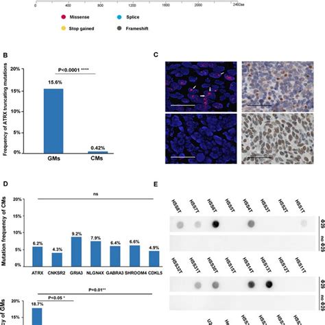 Atrx Variations In The Gene Protein And Function A Diagram Of The Download Scientific