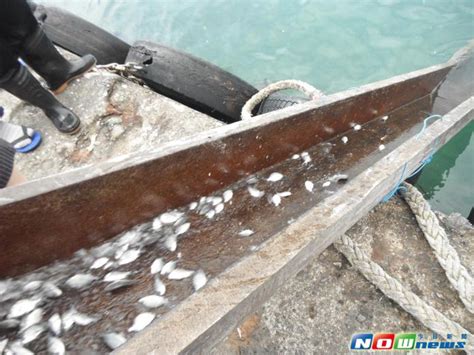 永續漁業 宜蘭放流十萬魚苗 地方 Nownews今日新聞
