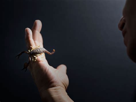 Grasshopper Mice Immune To Bark Scorpion Stings