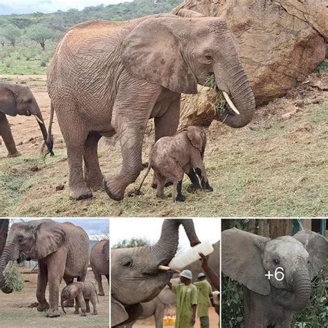 Tumarens Triumph Welcoming Tembo Her Precious New Arrival Daily