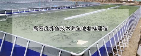 野生黄花鱼和养殖黄花鱼的区别 发财农业网