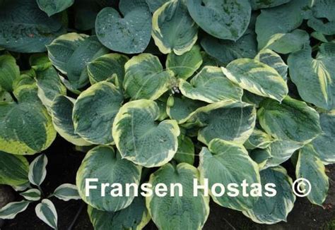 Hosta Pizzazz - Fransen Hostas
