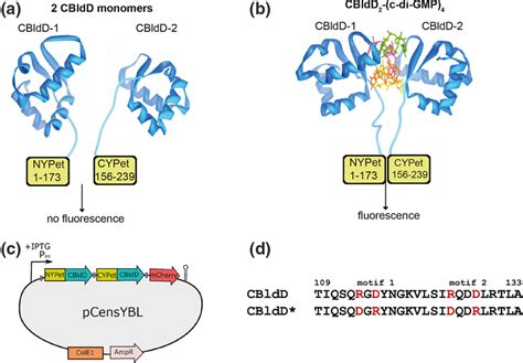 Design Principle Of The Censybl C‐di‐gmp Biosensor A B Schematic