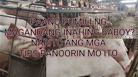 PAANO PUMILI NG MAGANDANG INAHING BABOY NARITO ANG MGA TIPS YouTube