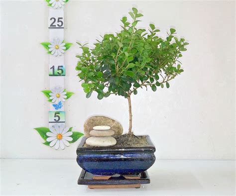 Миртовое дерево купить в Челябинске Bonsai Plants, Planter Pots, Bonsai