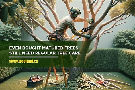 Planting Roots Growing Your Own Tree Vs Buying From The Nursery