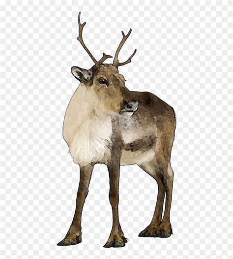 Free Realistic Reindeers Download Free Realistic Reindeers Png Images