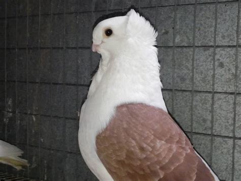 Old German Owl Bd Club Facebook