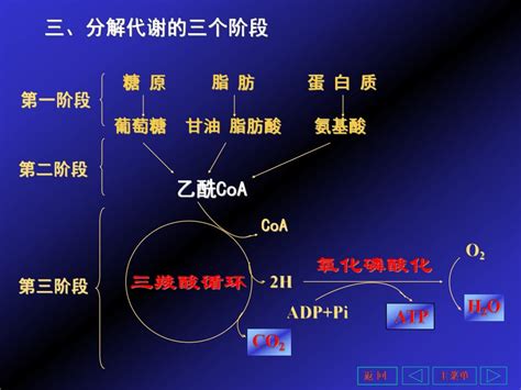 羧酸循环与能量代谢