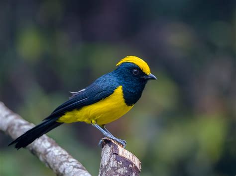 배경 화면 파란색과 노란색 깃털 조류 1920x1440 그림 이미지