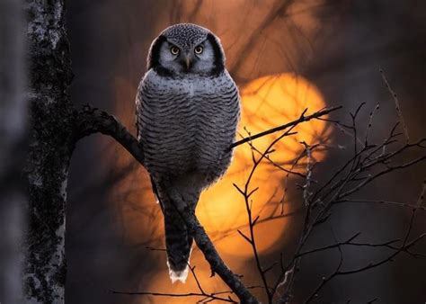 Ternyata Ini Yang Paling Ditakuti Burung Hantu Okezone Edukasi