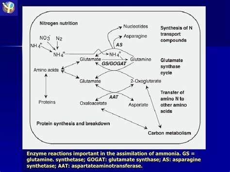 Lysine Production