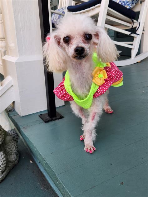 Dog For Adoption Olive A Poodle In Gonzales La Petfinder