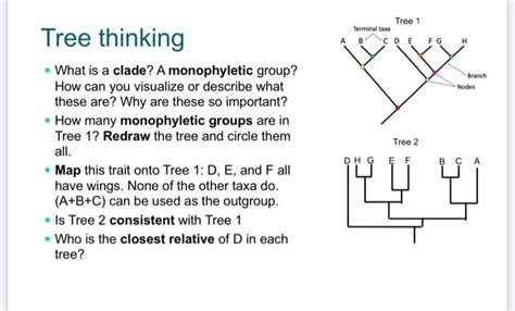 Tree Thinking What Is A Clade A Monophyletic