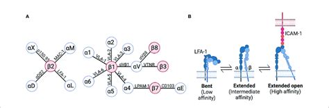 Integrins In T Cells A Schematic Of Integrin Chains Expressed In T Download Scientific