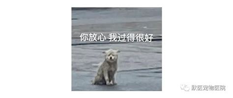 首页 默医宠物