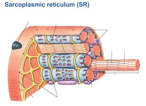 Sarcoplasmic Reticulum Diagram Diagram Quizlet
