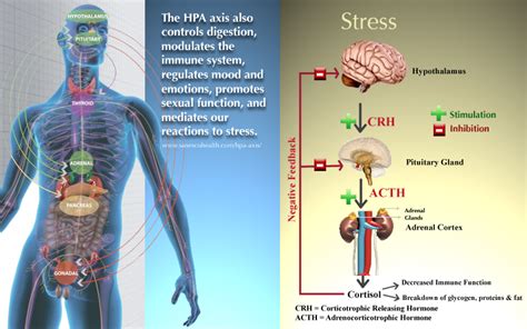 How To Test Your Adrenal Function Artofit
