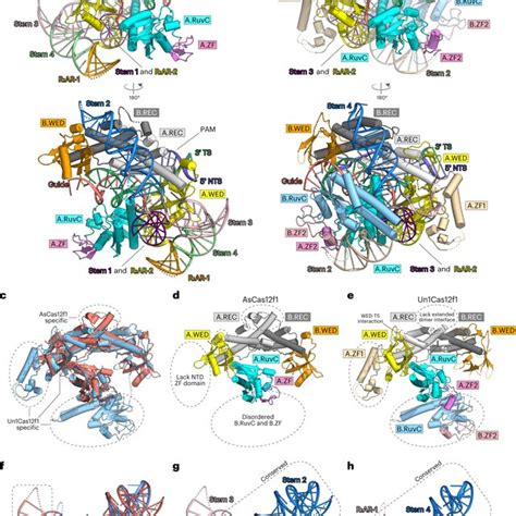 Architecture Of The Sgrna And Its Engineering A Schematic Architecture Of The Sgrna And Its Engineering A Schematic