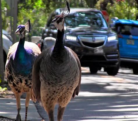 Officials Loosen Protections For Peacocks In Miami The Washington Post