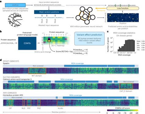 Genome Wide Prediction Of Disease Variant Effects With A Deep Protein Language Modelnature