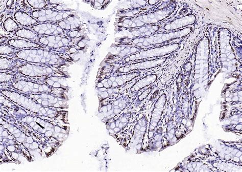 Igg H L Bioss Saiguotech