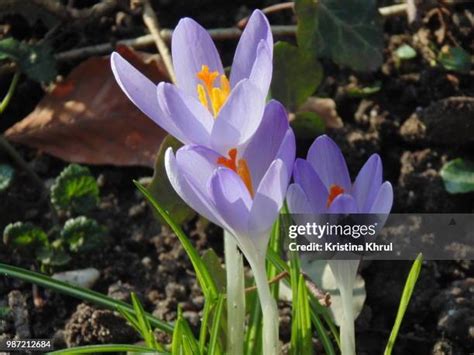 Kristina Small Photos And Premium High Res Pictures Getty Images