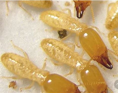 Termite Management Service In New Delhi Id 19256582997