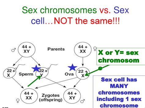 Meiosis Slide Show Modified From Kelly Riedell Ppt Download