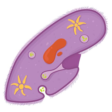 Paramecium Structure