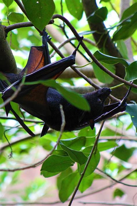 Flying Fox Six Photograph By Brittney Powers Pixels