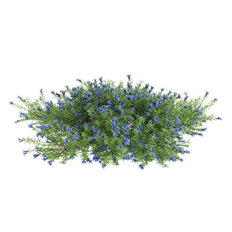 Premium Photo 3d Illustration Of Lithodora Diffusa Bush Isolated On White Background