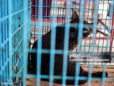 Black Cat Bar Photos And Premium High Res Pictures Getty Images