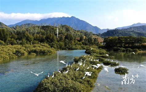 深圳大鹏发布首个降碳减污协同指数 工作 新区 生态