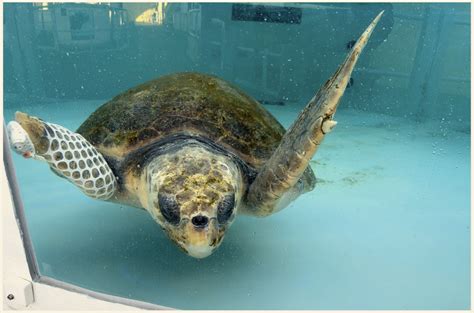 Sea Turtle Release At Loggerhead Marinelife Center Juno Beach Fl