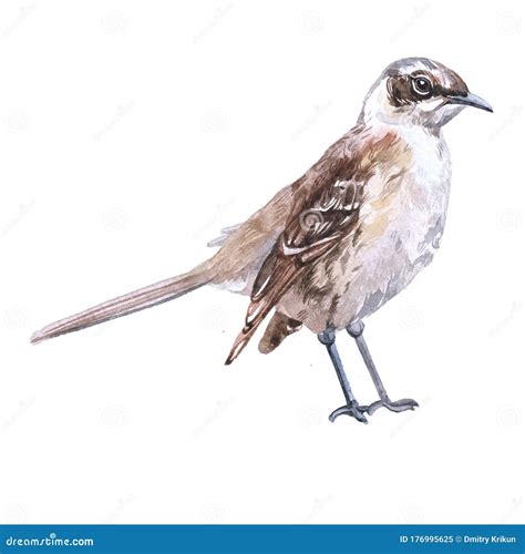 Watercolor Mockingbird Bird Animal Stock Illustration Illustration Of
