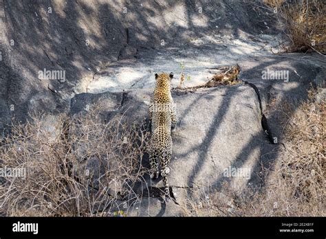 Leopard On Rock Serengeti National Park Tanzania African Wildlife