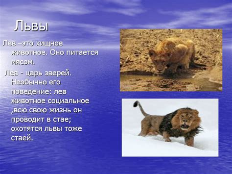 Доклад О Животных Grandcomfort