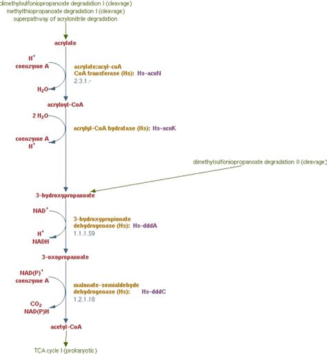 Enzyme Activity Measurement For 3 Hydroxypropionate Dehydrogenase Using