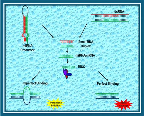2 Rna Interference Pathway And Its Components Download Scientific