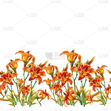无缝图案的百合花画在水彩。