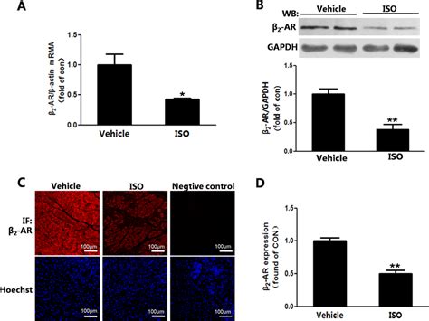 The Expression Of β2 Adrenoceptor Was Down Regulated In The Remodeling