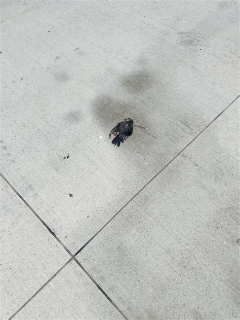 Rip Parking Lot Bird Rwalmart