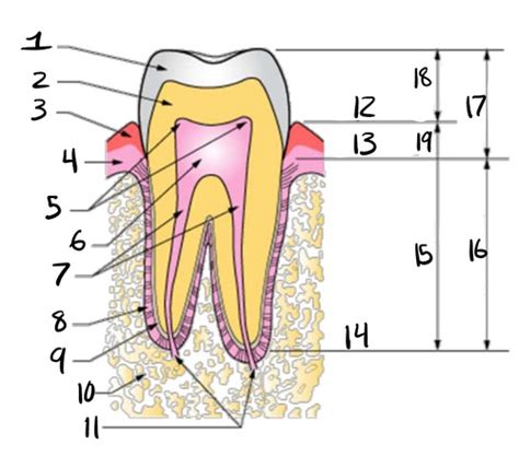 Tooth V2 Flashcards Quizlet