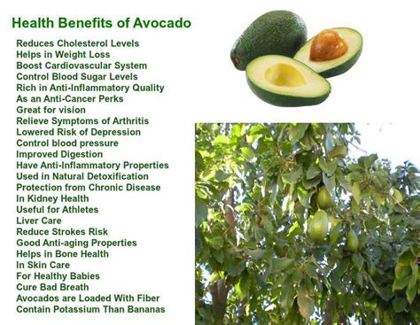 Avocado Benefits Health Benefits Of Avocado Fruit
