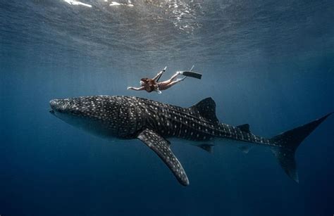 Whale Shark Vs Everything Else How This Ocean Giant Measures Up