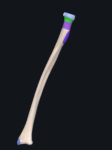 Anatomy Lab Skeletal Elements Radius Flashcards Quizlet