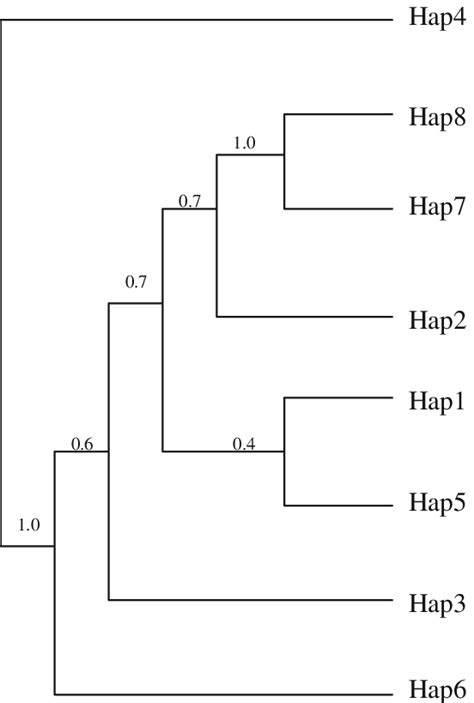 Majority Rule Consensus Tree Clustering Eight Haplotypes Bootstrap